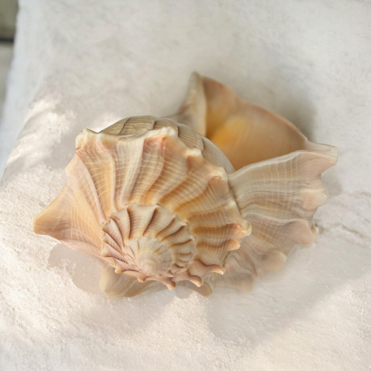 Luna Conch Shell – High Tide