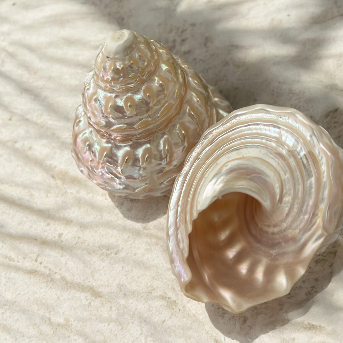 Rippled Cone Shell – High Tide